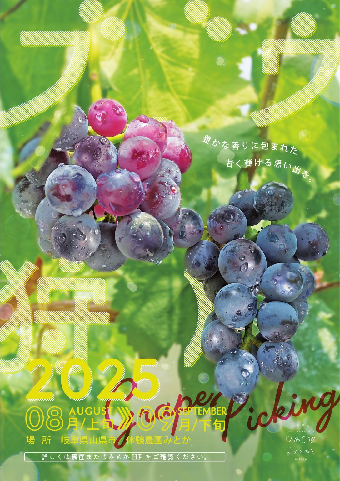 【体験農園みとか】2025ぶどう狩り（60分間食べ放題） | 体験農園みとか/農園併設カフェmitocafe【岐阜・山県】