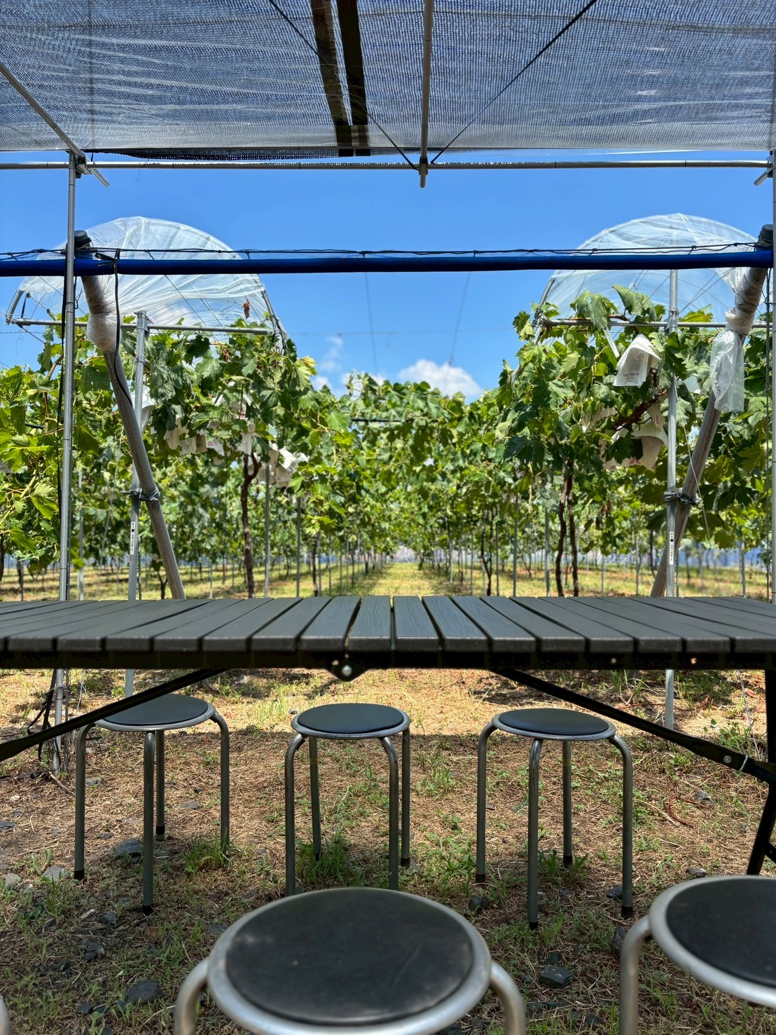 LINE_ALBUM_🍇grape_250806_430 | 体験農園みとか/農園併設カフェmitocafe【岐阜・山県】