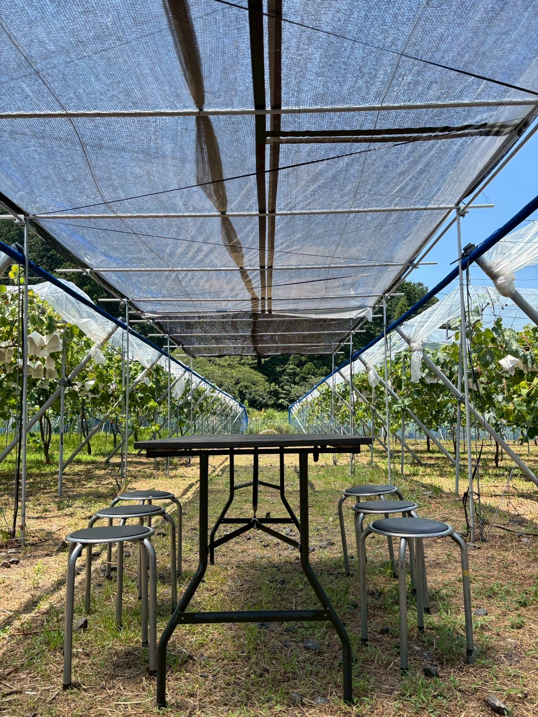 LINE_ALBUM_🍇grape_250806_433 | 体験農園みとか/農園併設カフェmitocafe【岐阜・山県】